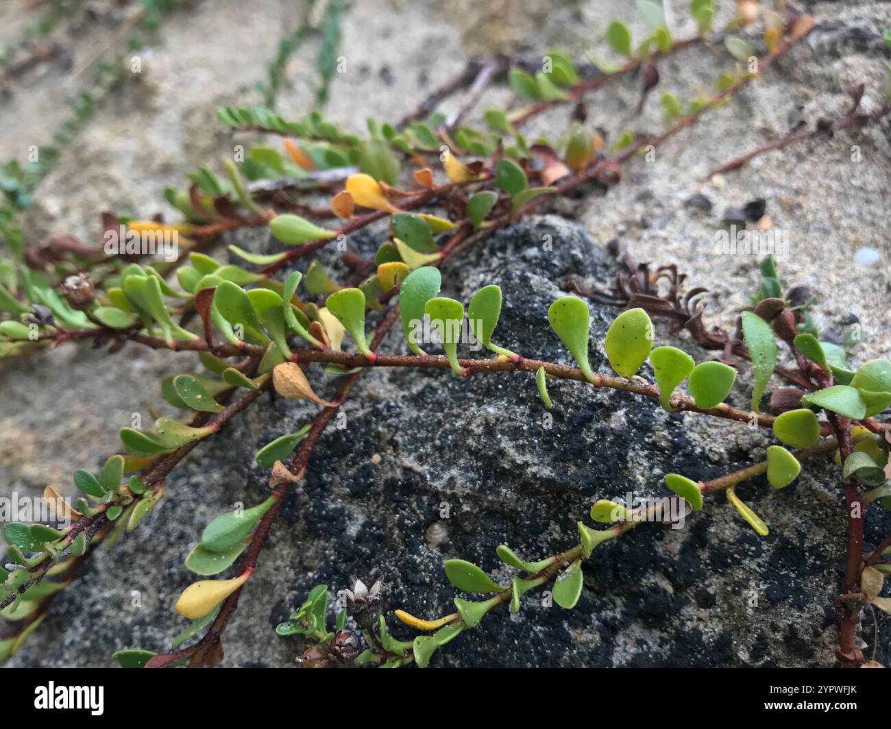 Sea Primrose (Samolus repens Stock Photo - Alamy
