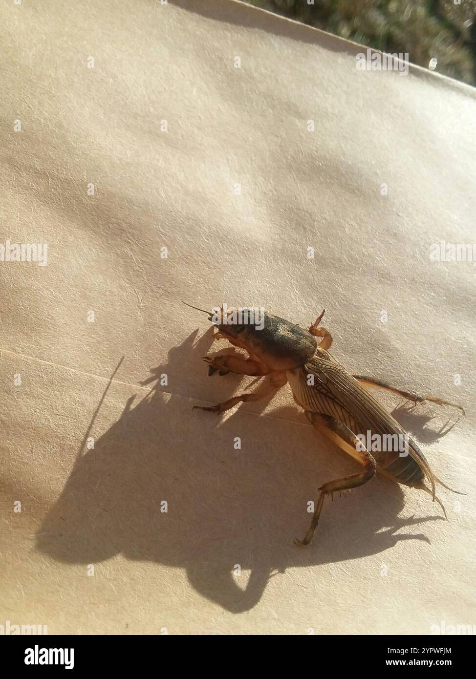 Southern Mole Cricket (Neoscapteriscus borellii Stock Photo - Alamy