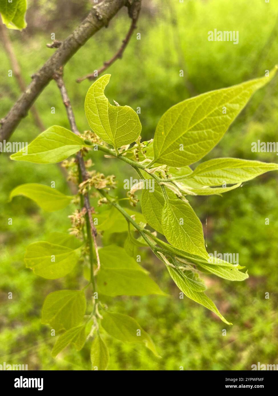 sugar hackberry (Celtis laevigata Stock Photo - Alamy