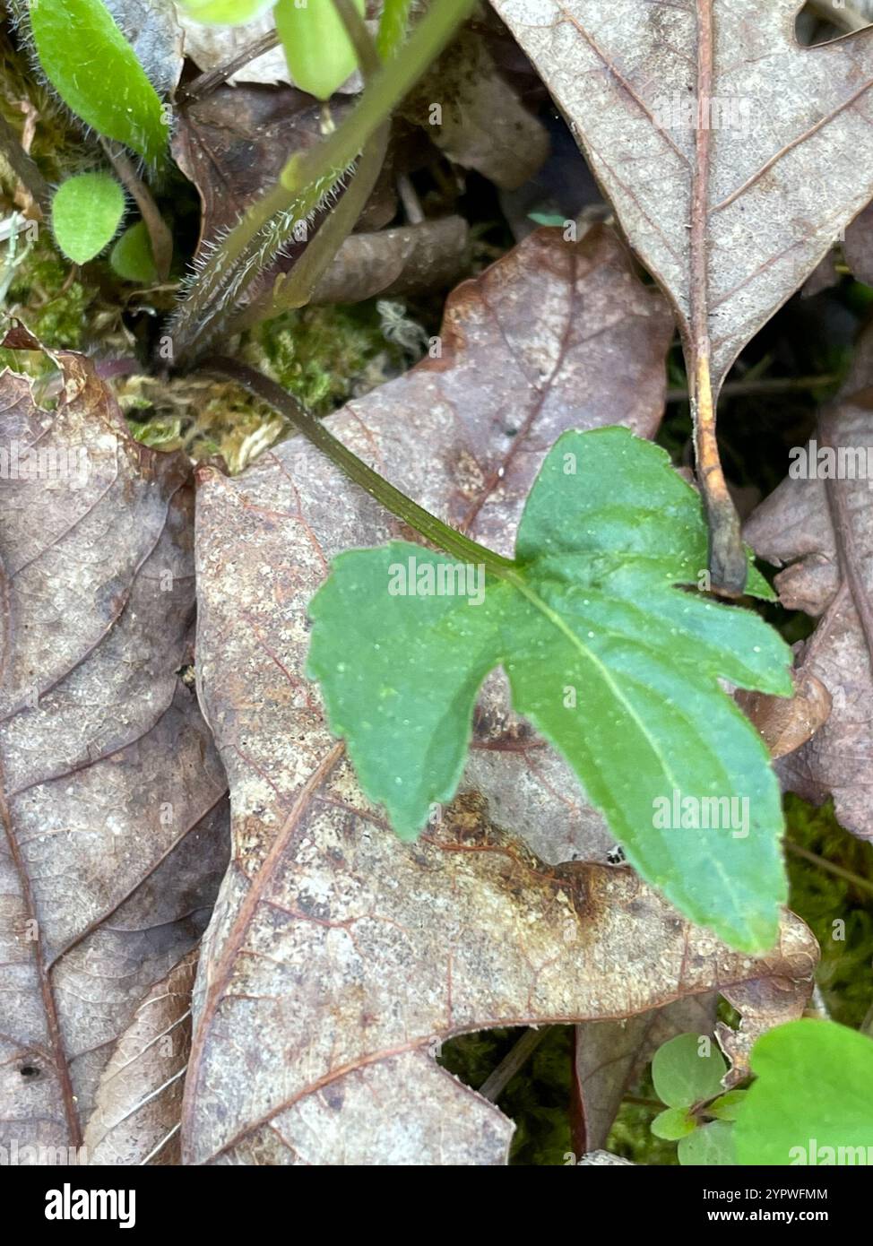 three-lobed violet (Viola palmata Stock Photo - Alamy