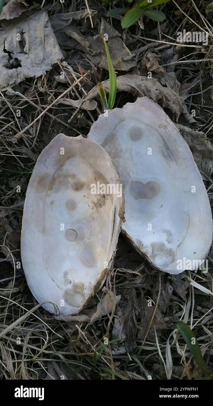 Eastern Lampmussel (Lampsilis radiata Stock Photo - Alamy