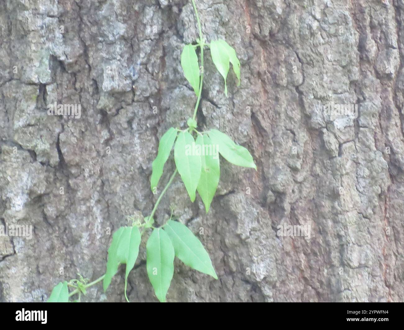 cross vine (Bignonia capreolata Stock Photo - Alamy