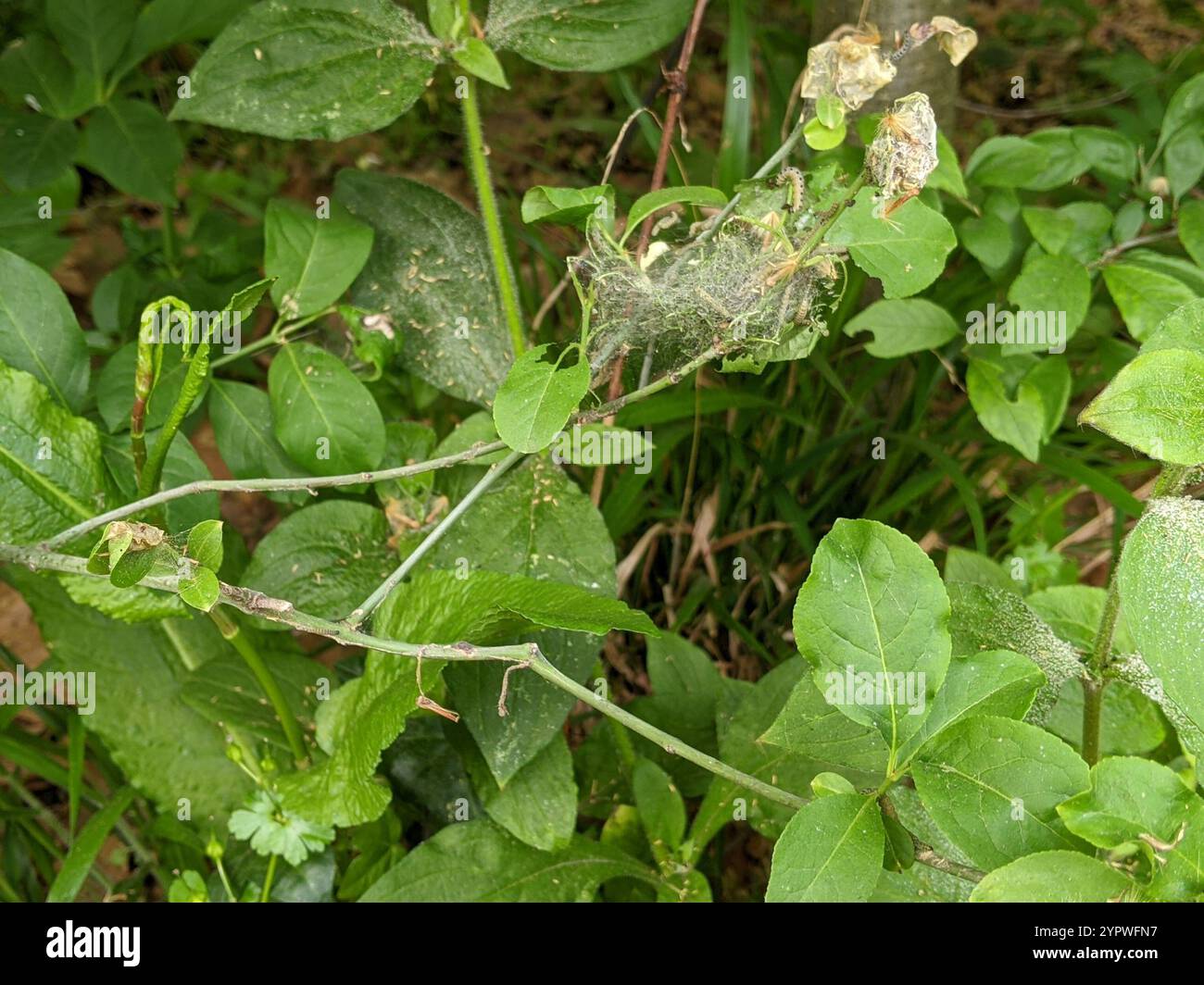 Small Ermine Moths (Yponomeuta Stock Photo - Alamy