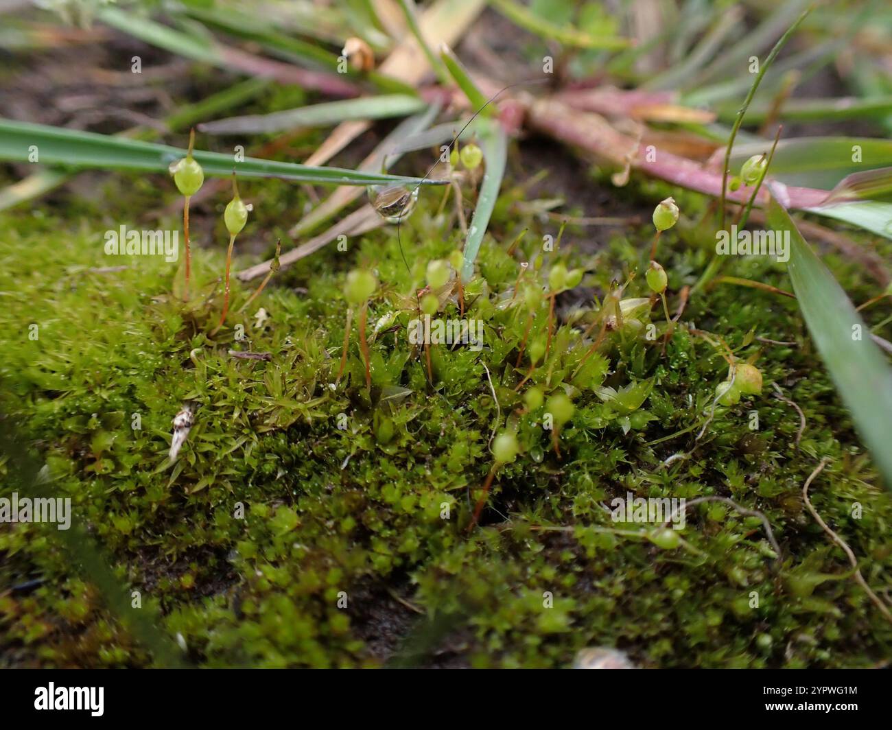 Physcomitrium hi-res stock photography and images - Alamy
