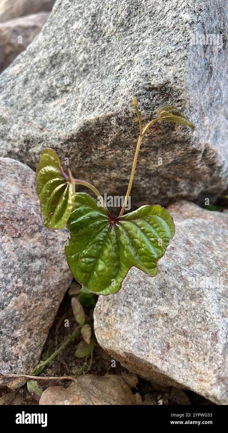 Chinese yam (Dioscorea polystachya Stock Photo - Alamy