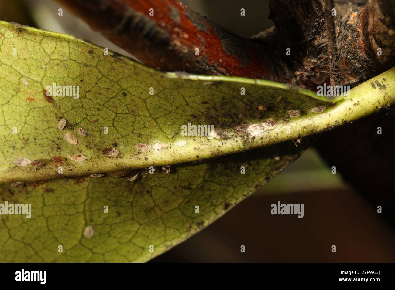 Brown Soft Scale (Coccus hesperidum Stock Photo - Alamy