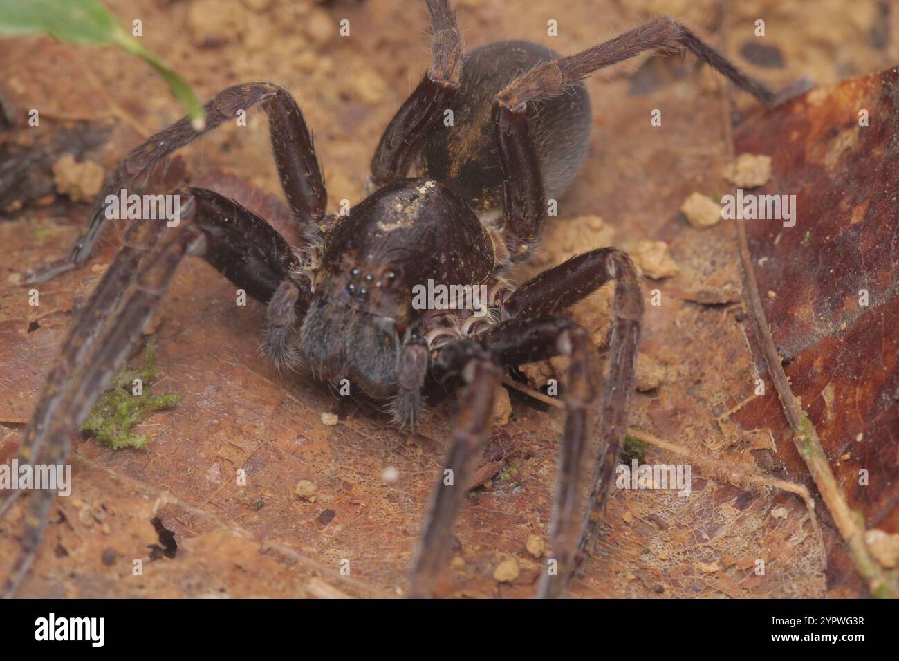 Wandering Spiders (Ctenidae Stock Photo - Alamy