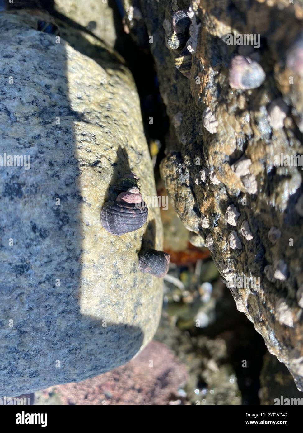 Sitka Periwinkle (Littorina sitkana Stock Photo - Alamy