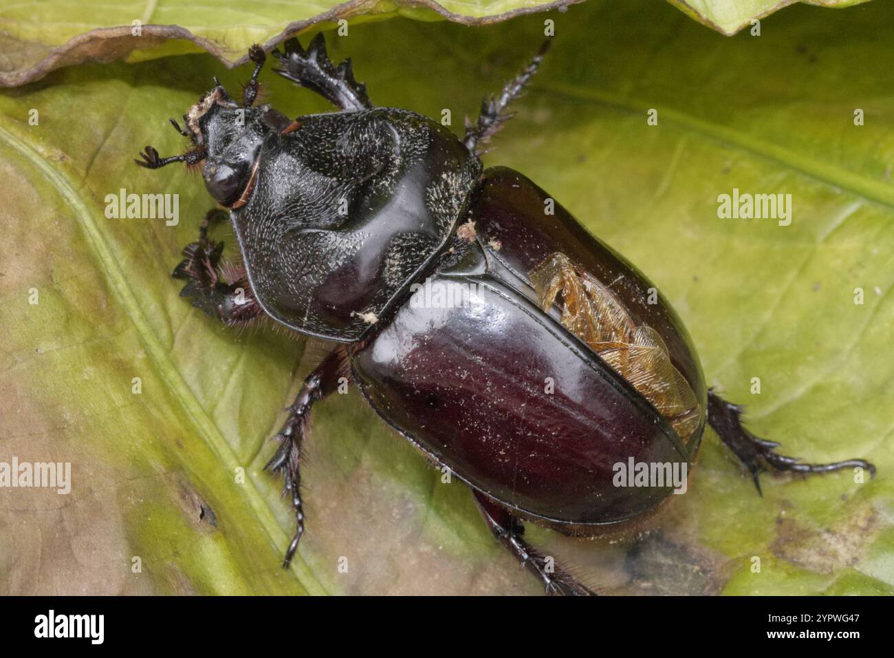 Ox Beetles (Strategus Stock Photo - Alamy