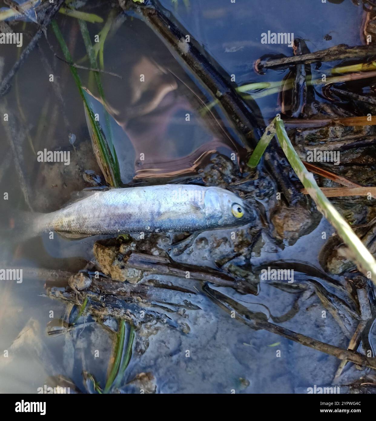 Yelloweye Mullet (Aldrichetta forsteri Stock Photo - Alamy