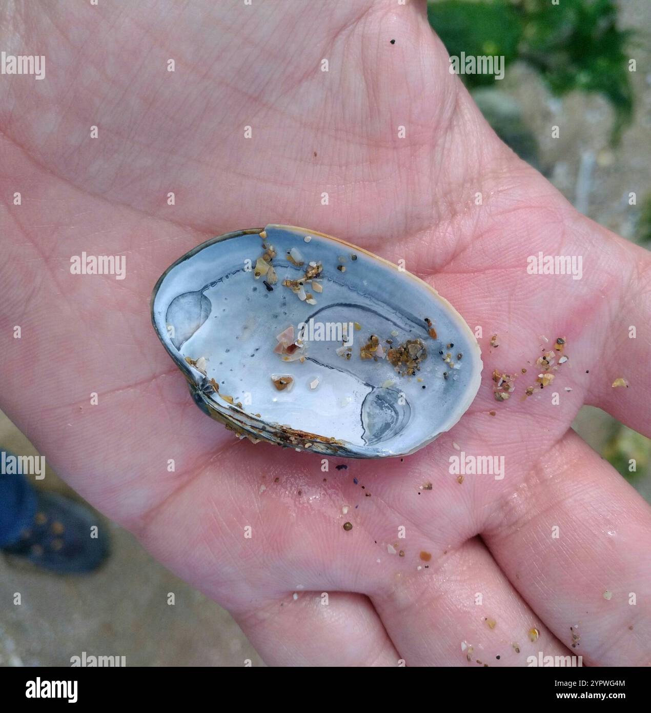 Pullet Carpet Shell (Venerupis corrugata Stock Photo - Alamy