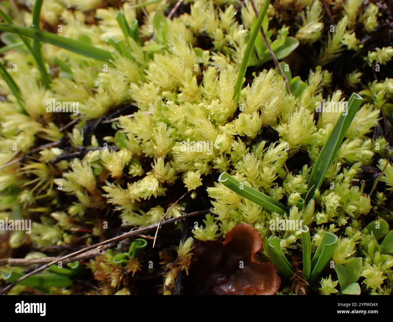 ribbed bog moss (Aulacomnium palustre Stock Photo - Alamy