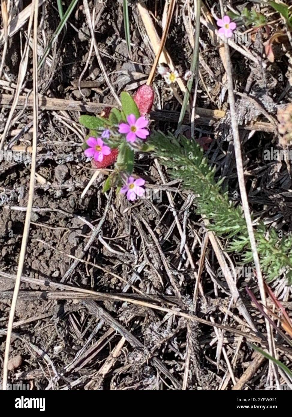 slender phlox (Microsteris gracilis Stock Photo - Alamy