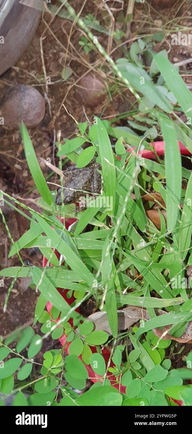 Bumpy Rocket Frog (Litoria inermis Stock Photo - Alamy