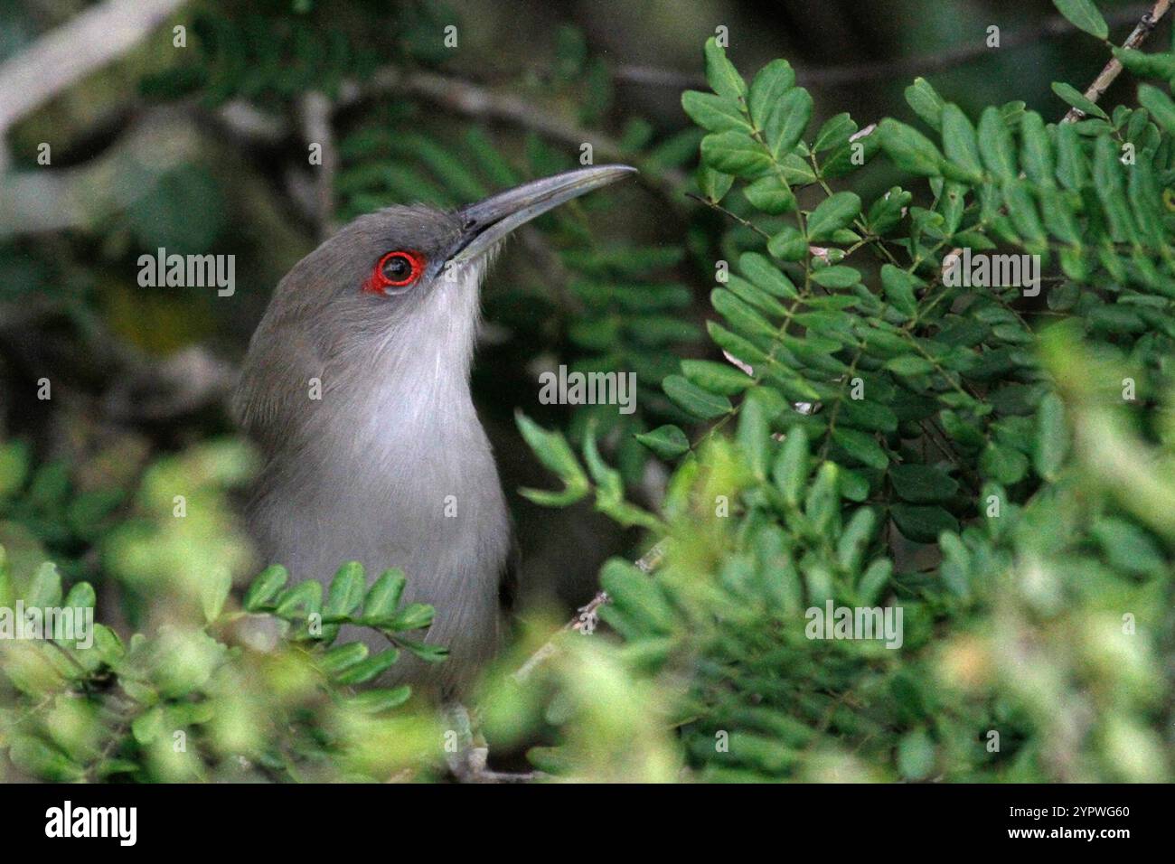 Great Lizard-Cuckoo (Coccyzus merlini Stock Photo - Alamy