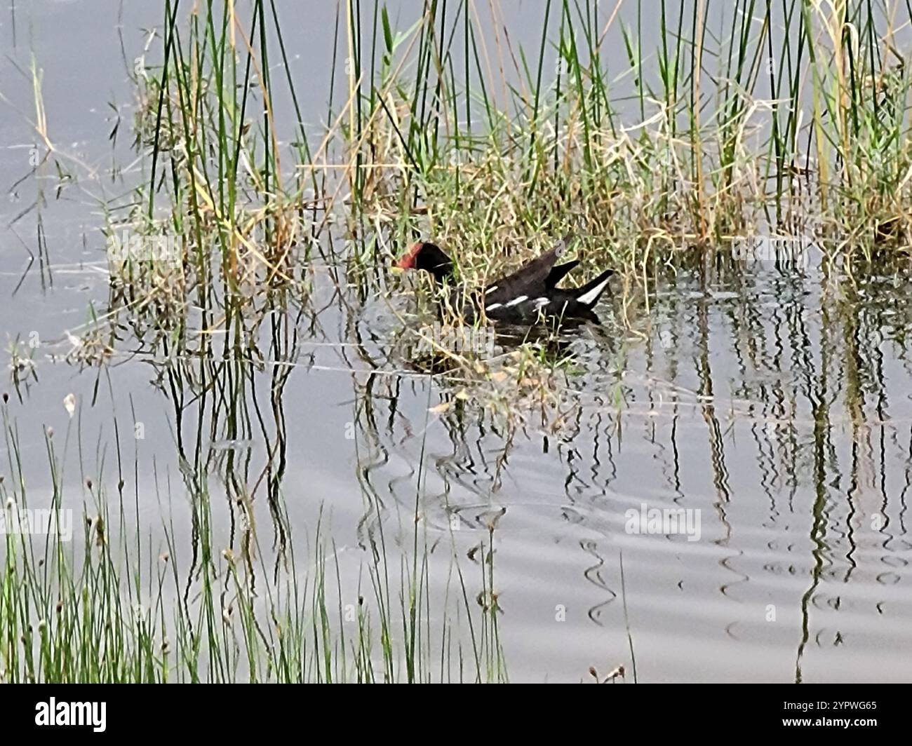 Common Gallinule (Gallinula galeata Stock Photo - Alamy