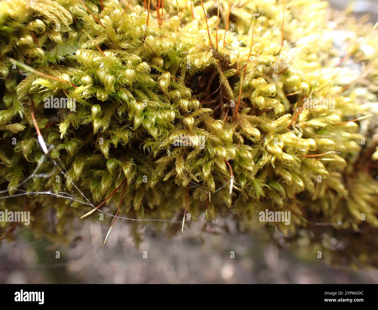 Sickle-leaved Hook-moss (Sanionia uncinata Stock Photo - Alamy
