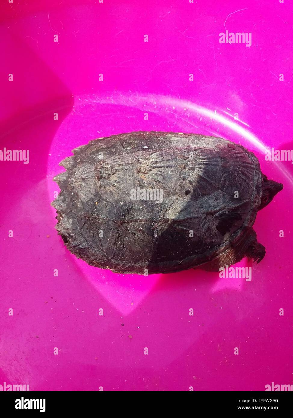 Common Snapping Turtle (Chelydra serpentina Stock Photo - Alamy