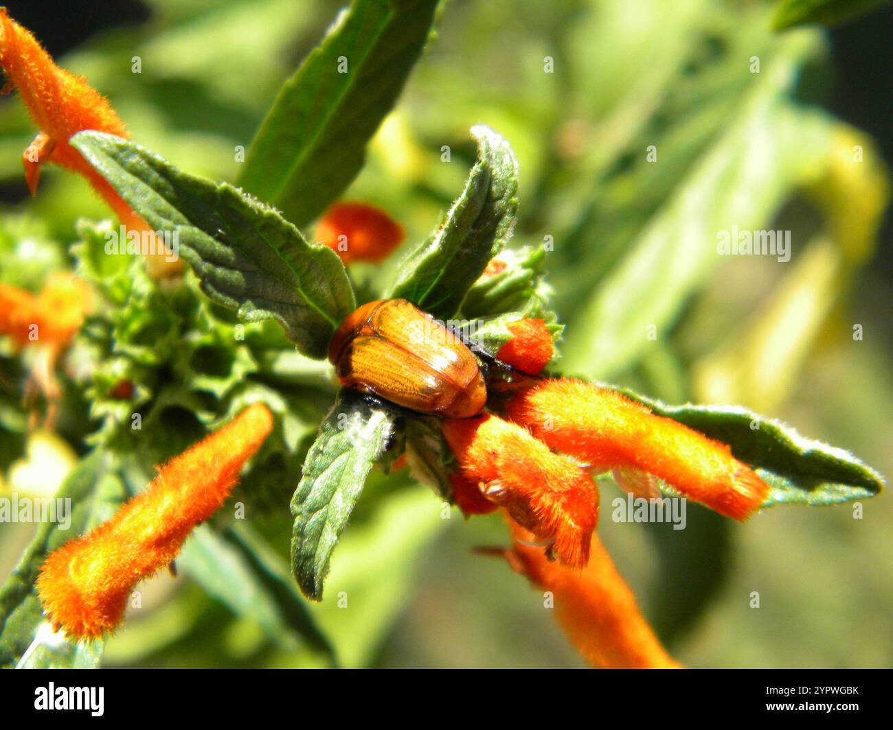 Orange Small Fruit Chafer (Leucocelis rubra Stock Photo - Alamy