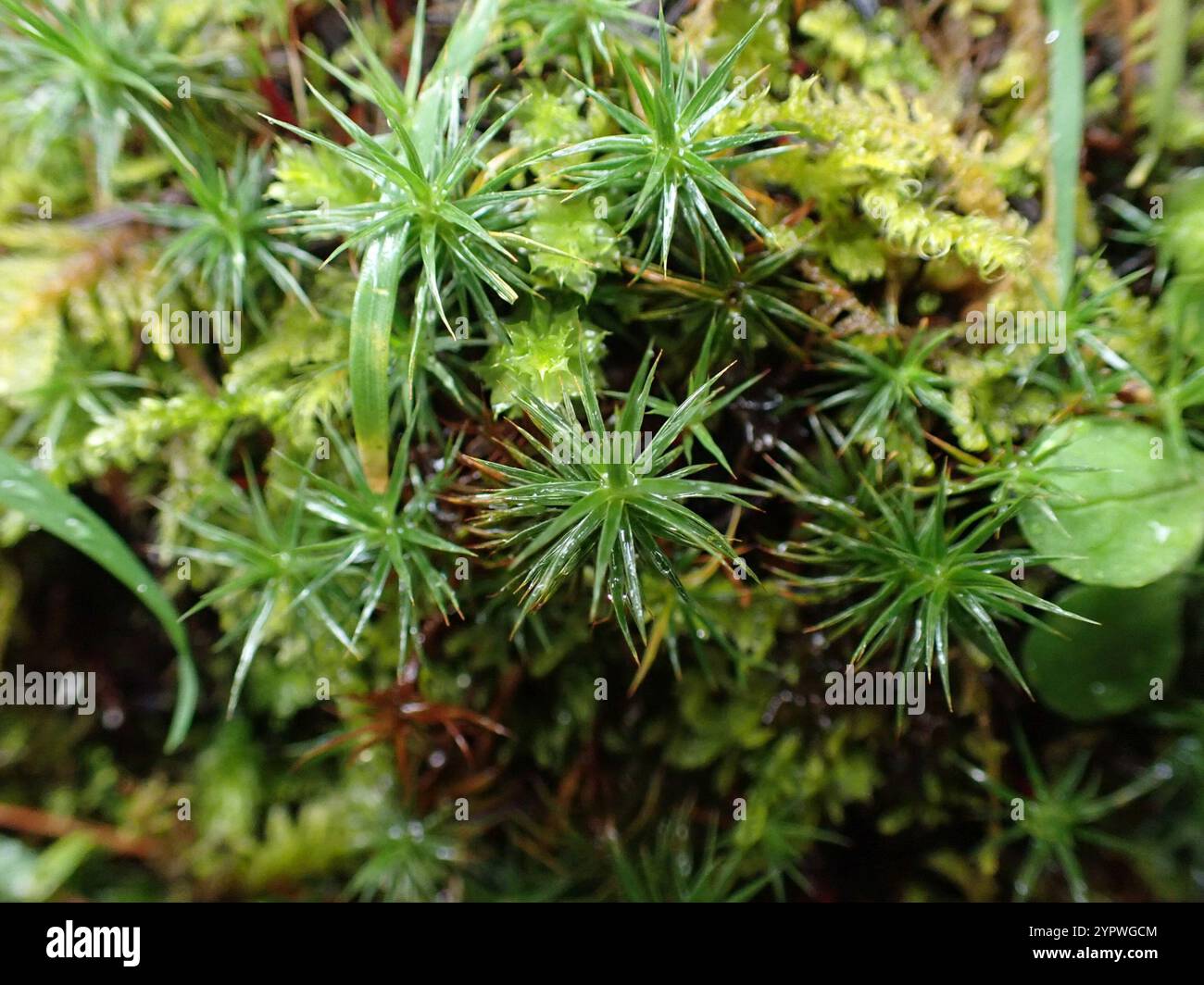 juniper haircap moss (Polytrichum juniperinum Stock Photo - Alamy