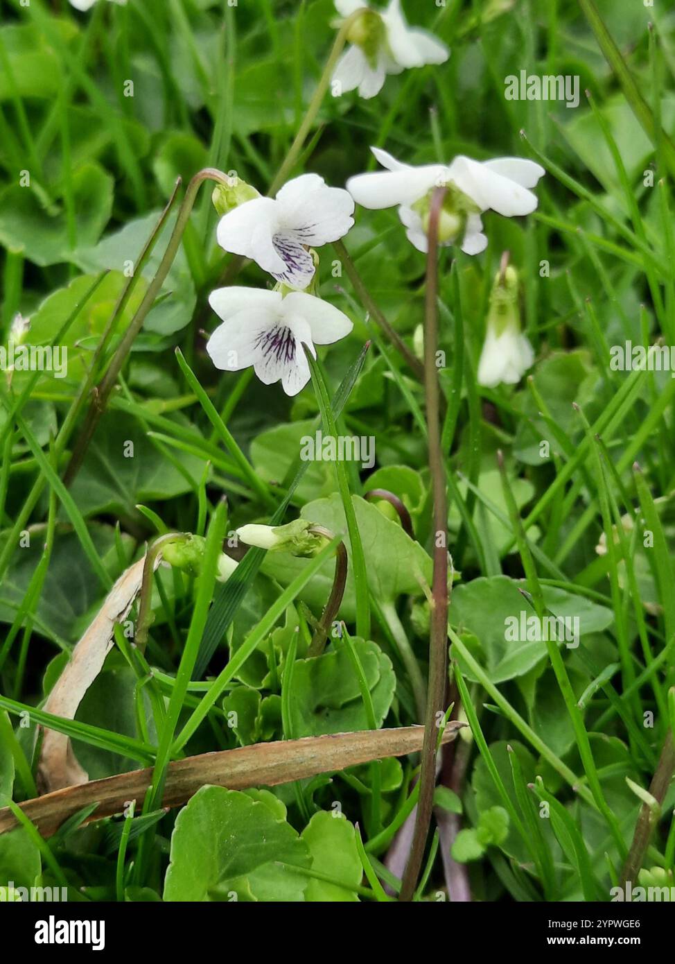 Viola arcuata hi-res stock photography and images - Alamy