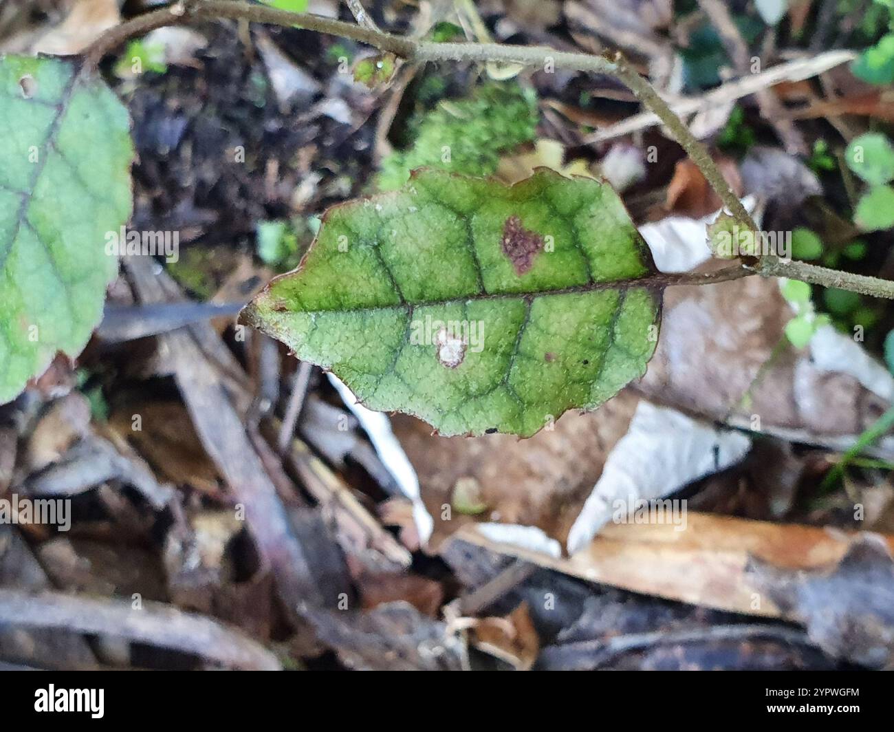 Marble leaf (Carpodetus serratus Stock Photo - Alamy