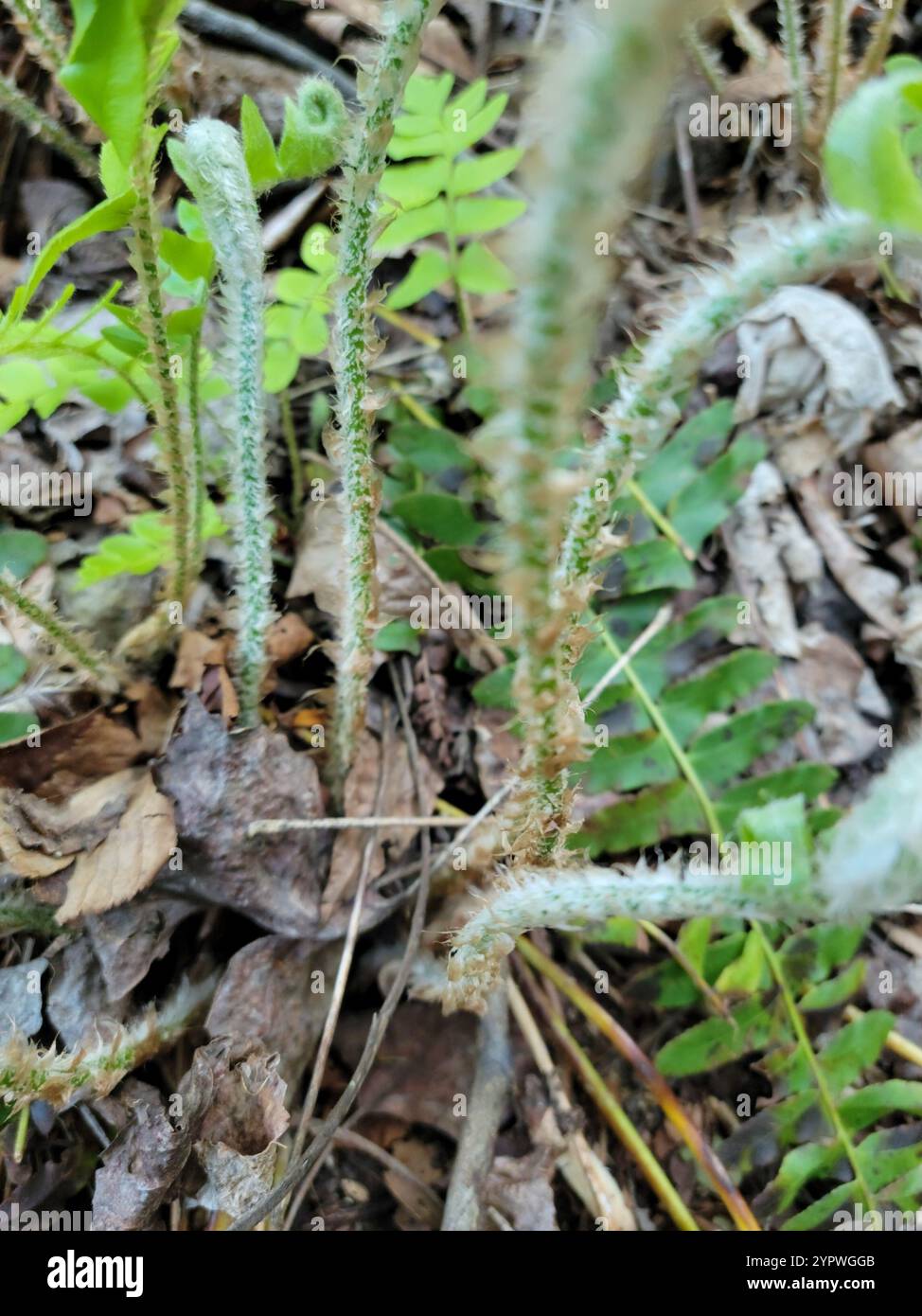 Christmas fern (Polystichum acrostichoides Stock Photo - Alamy