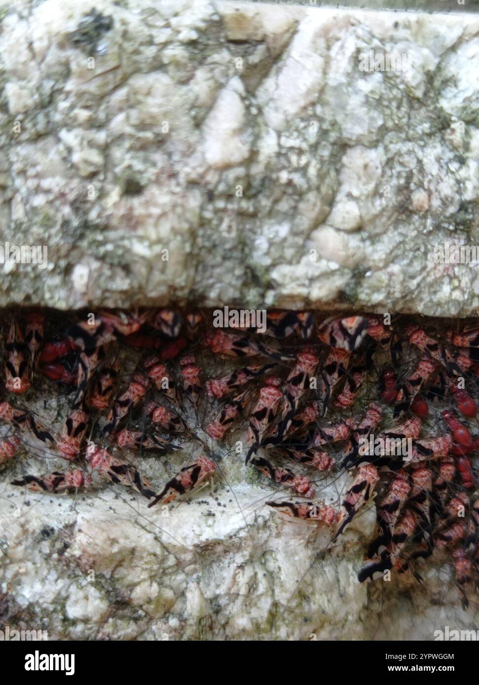 Common Barklice (Psocidae Stock Photo - Alamy