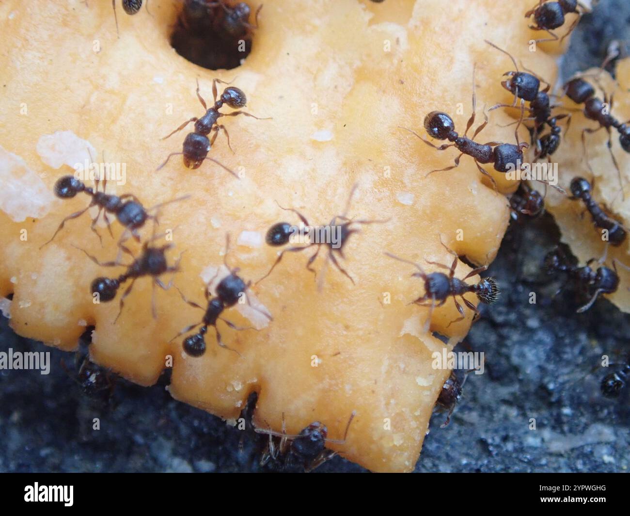 Immigrant Pavement Ant (Tetramorium immigrans Stock Photo - Alamy