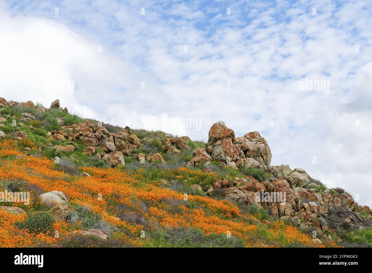 California Golden Poppy and Goldfields blooming in Walker Canyon, Lake ...