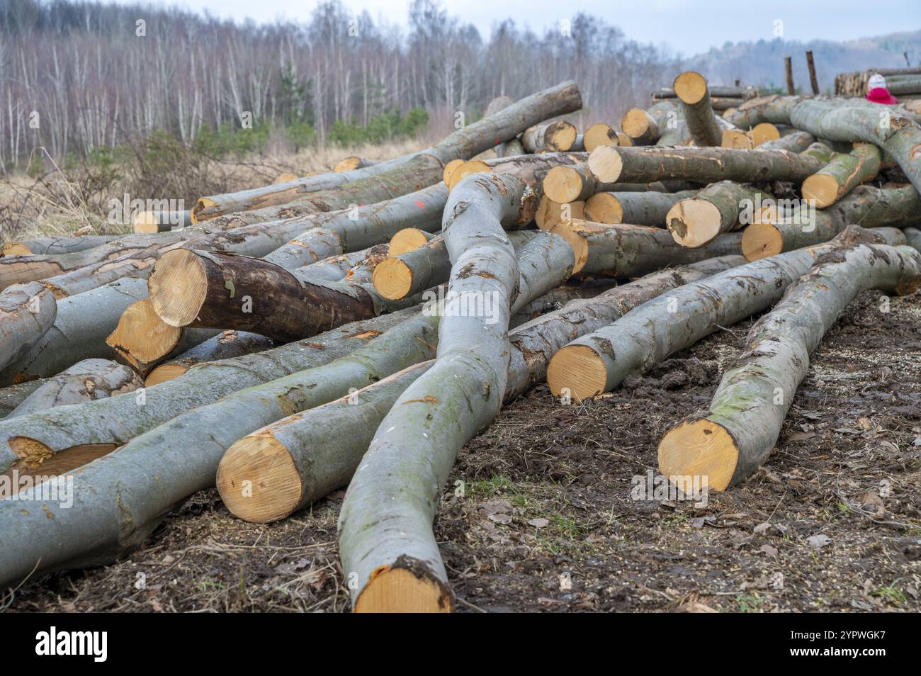 A woodpile of chopped lumber in the forest. A big pile of cut down ...