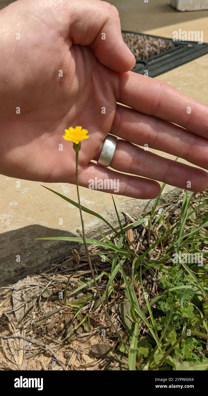 Smooth Cat's Ear (Hypochaeris glabra Stock Photo - Alamy