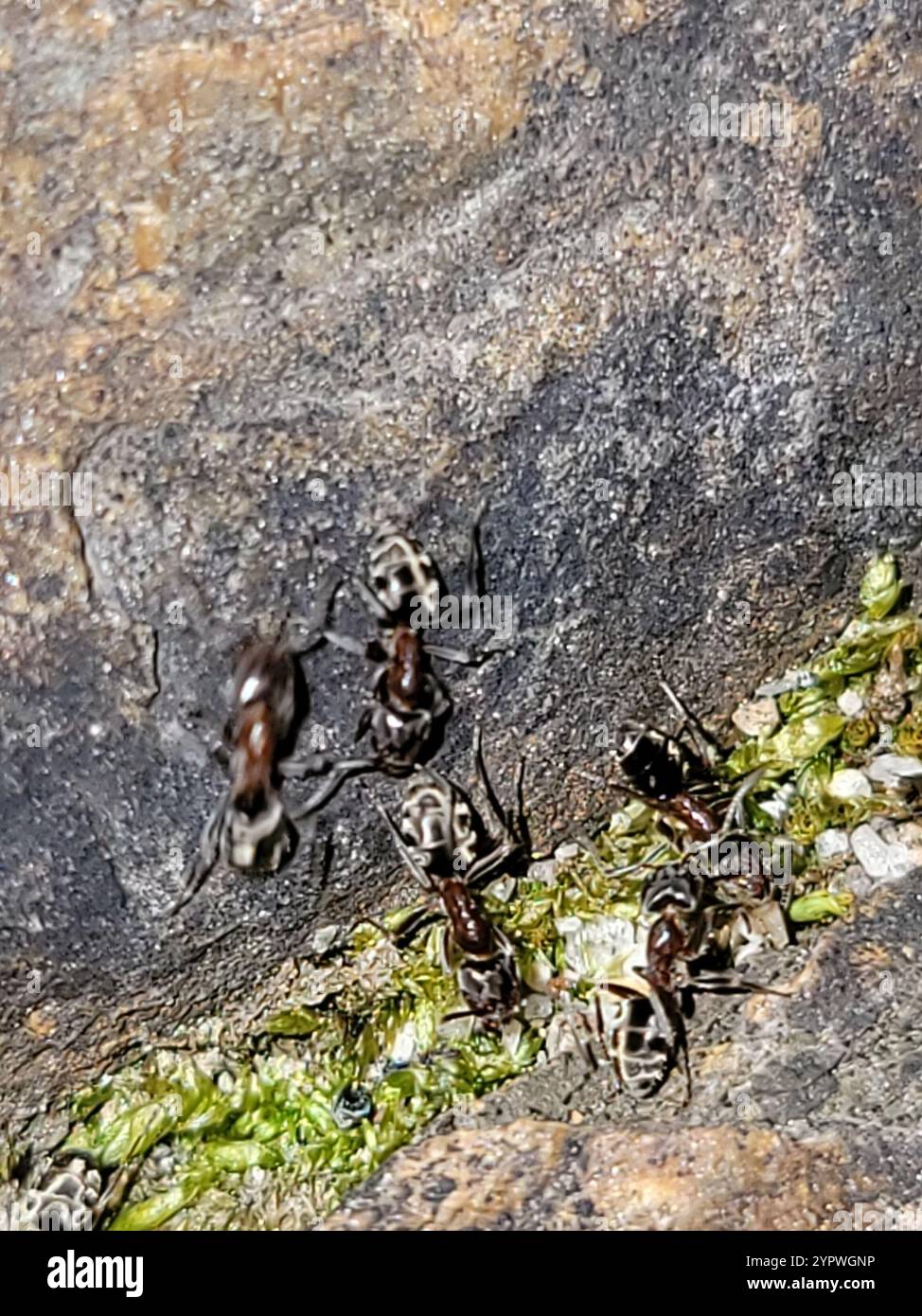 Western Velvety Tree Ant (Liometopum occidentale Stock Photo - Alamy