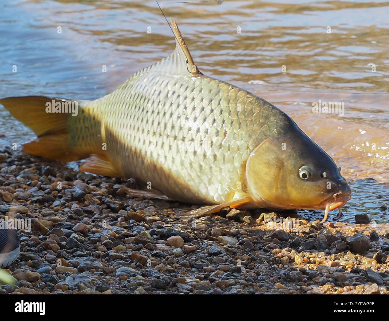European Carp (Cyprinus carpio Stock Photo - Alamy