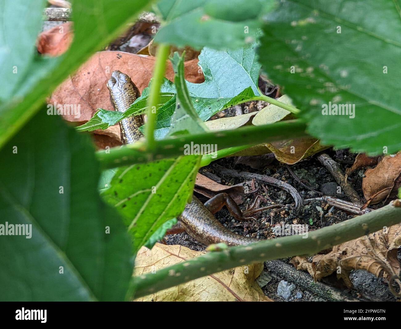 Indian Forest Skink (Sphenomorphus indicus Stock Photo - Alamy