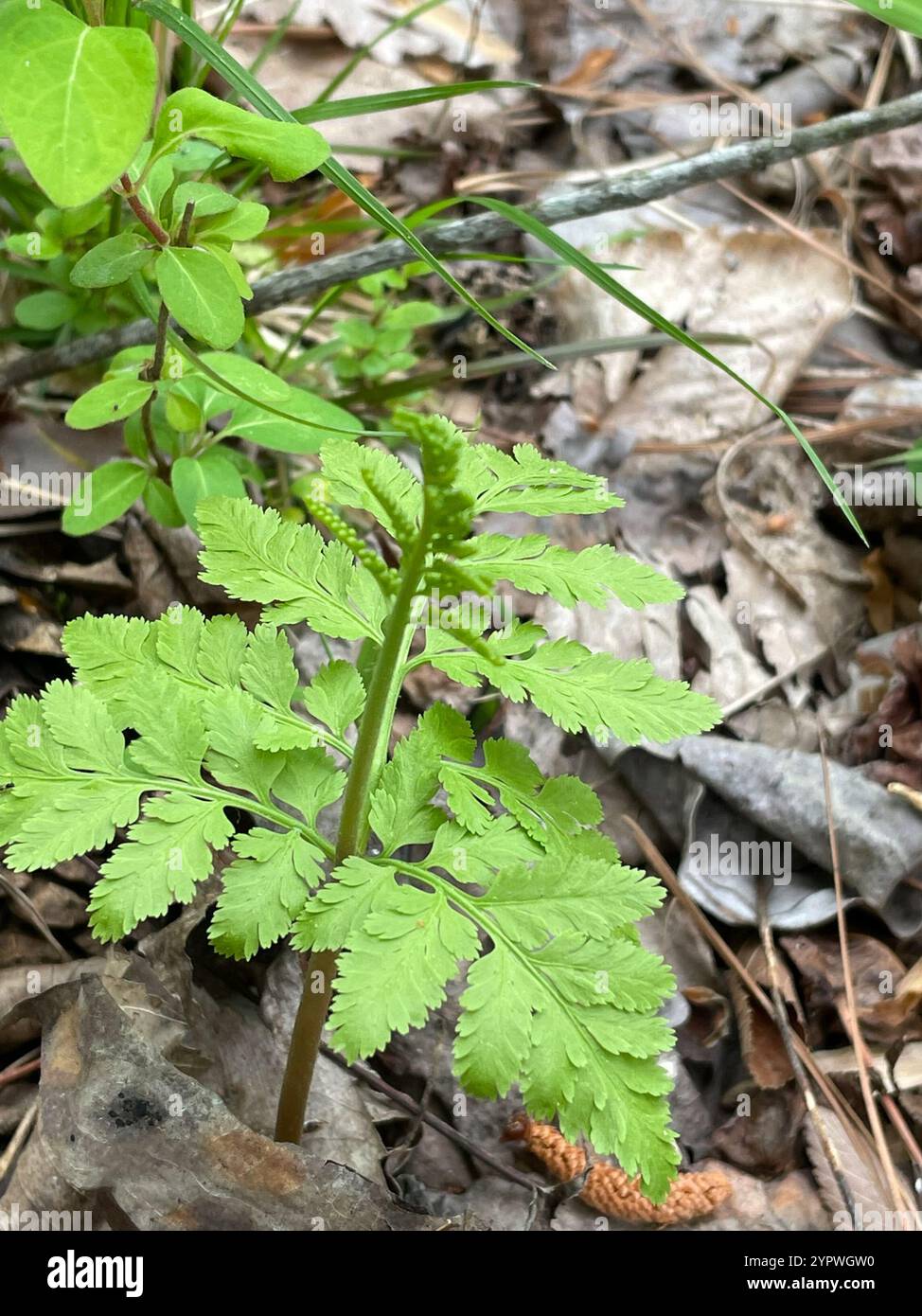 rattlesnake fern (Botrypus virginianus Stock Photo - Alamy