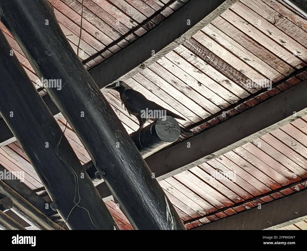 House Crow (Corvus splendens Stock Photo - Alamy