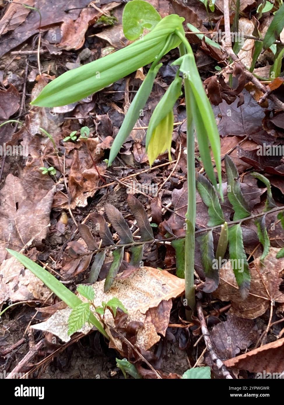 largeflower bellwort (Uvularia grandiflora Stock Photo - Alamy
