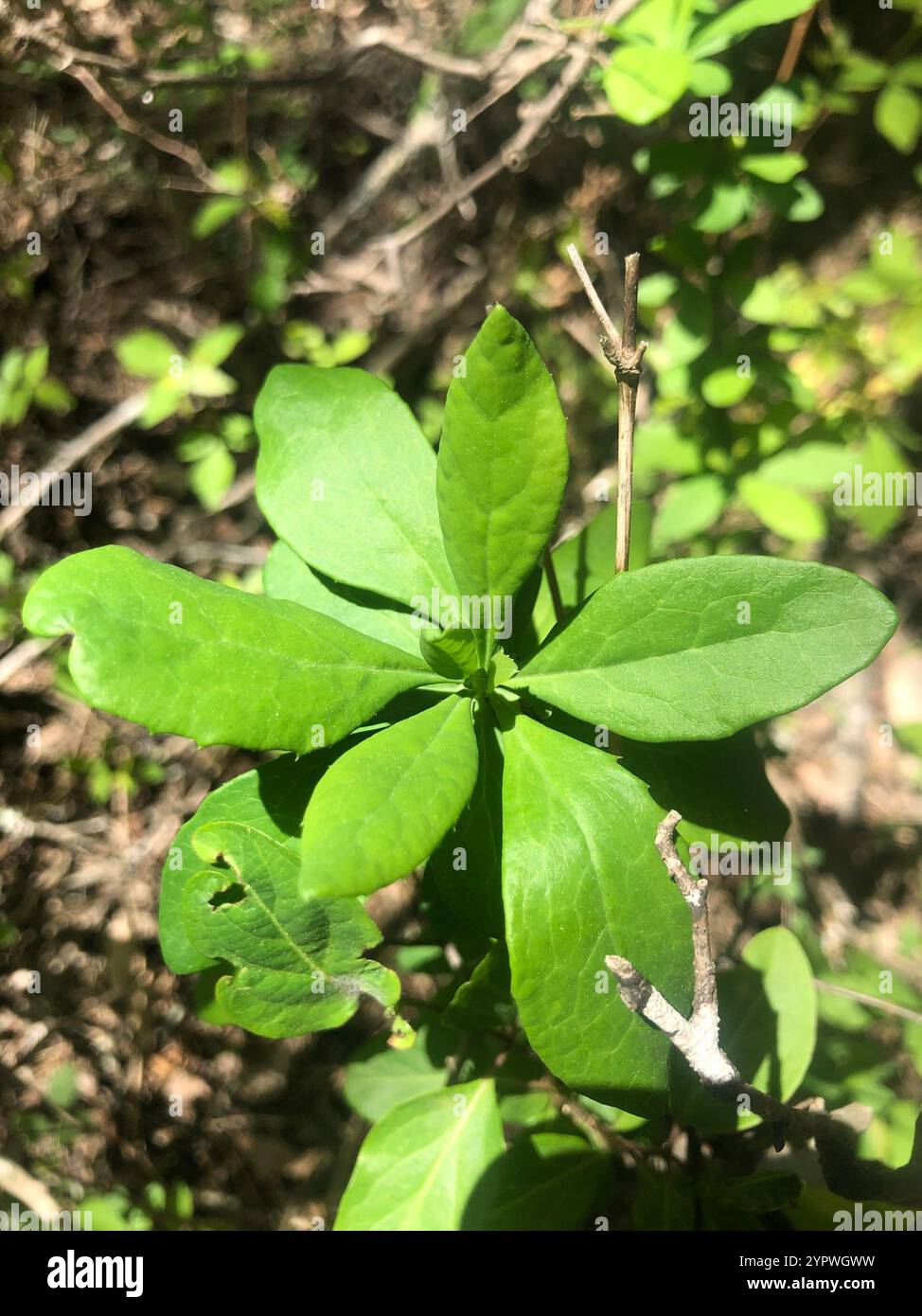 American barberry (Berberis canadensis Stock Photo - Alamy