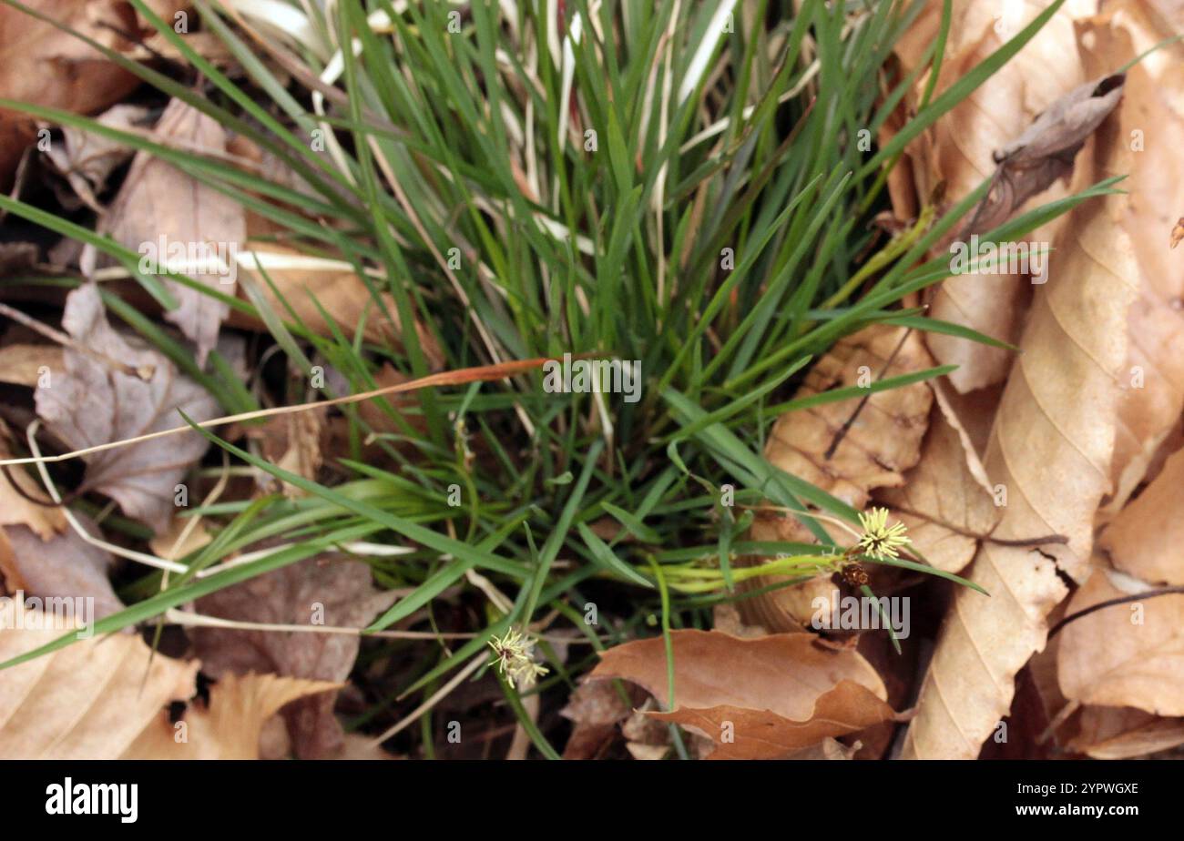 Pennsylvania sedge (Carex pensylvanica Stock Photo - Alamy