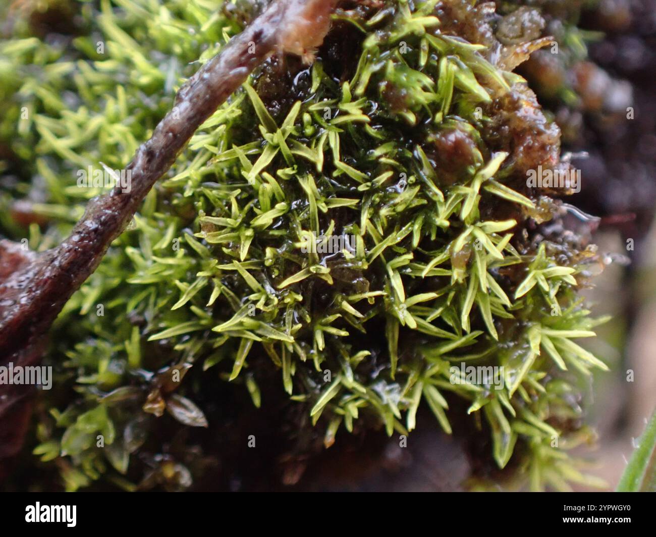 Green-tufted Stubble Moss (Weissia controversa Stock Photo - Alamy