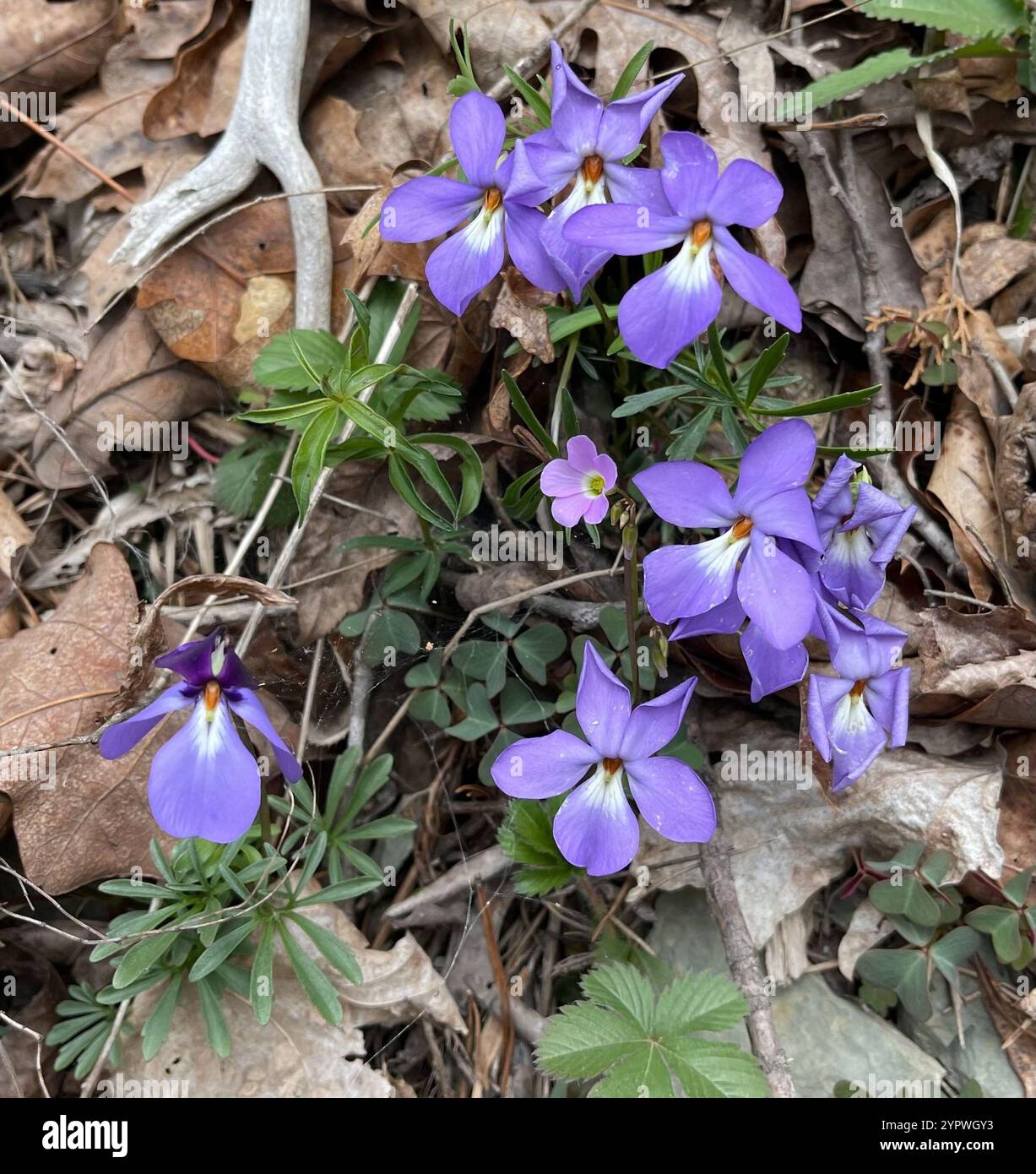 bird's foot violet (Viola pedata Stock Photo - Alamy