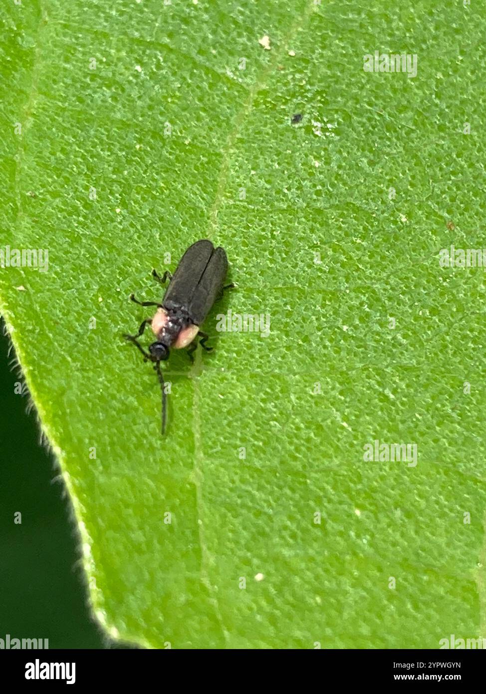 typical fireflies (Lampyrinae Stock Photo - Alamy