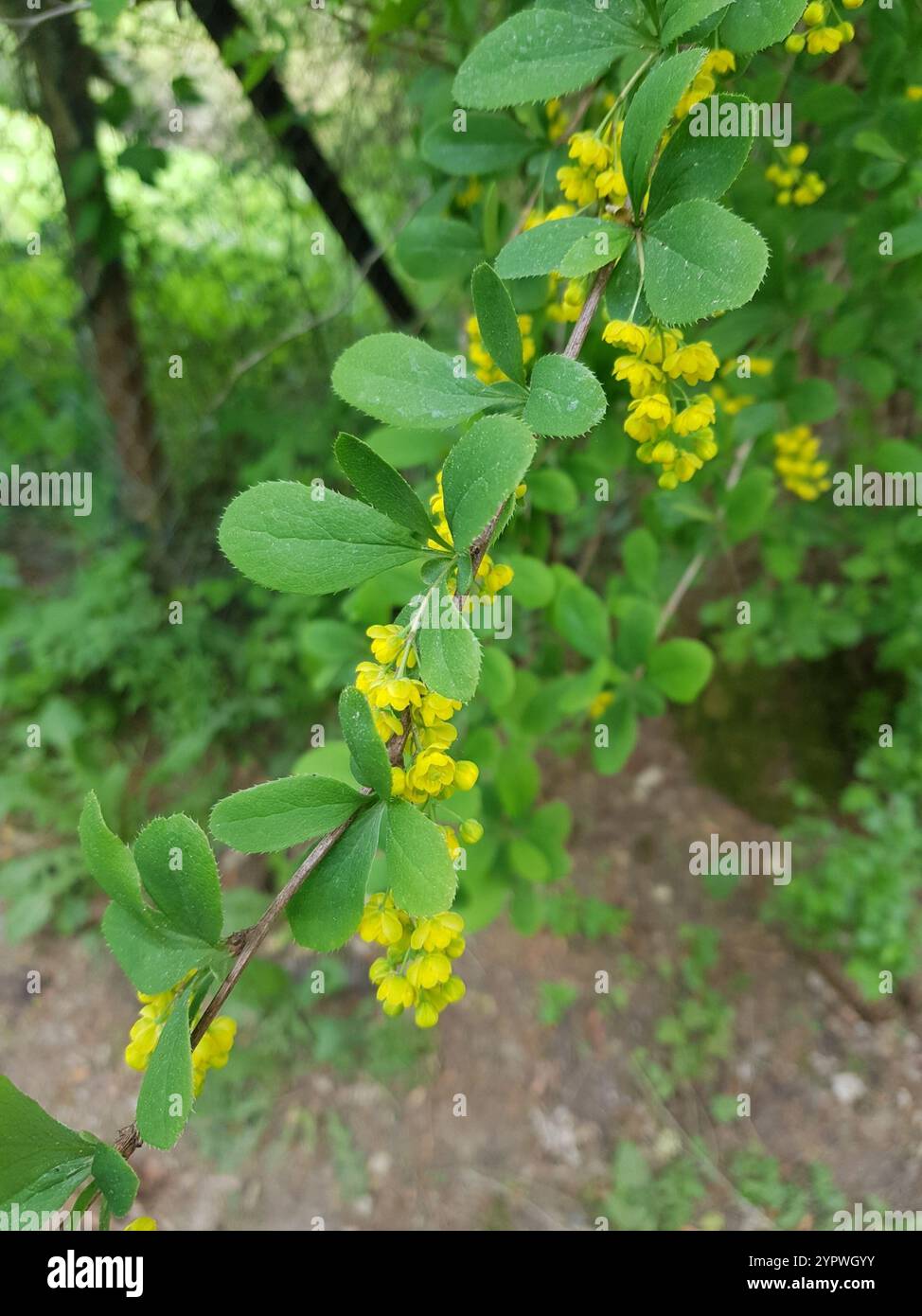 European barberry (Berberis vulgaris Stock Photo - Alamy