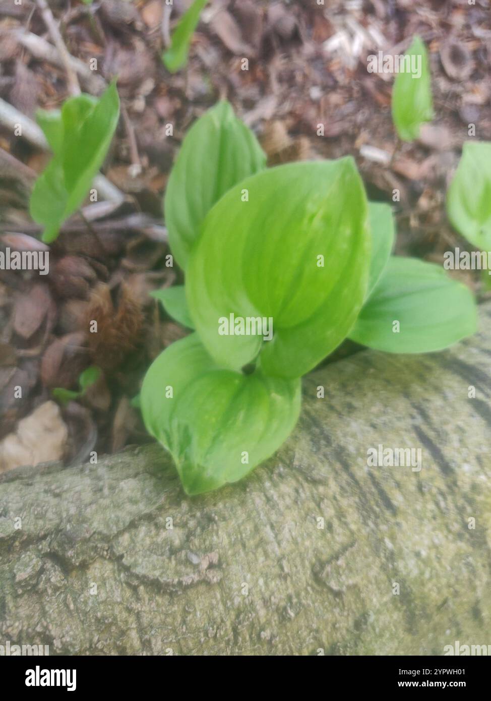May Lily (Maianthemum bifolium Stock Photo - Alamy