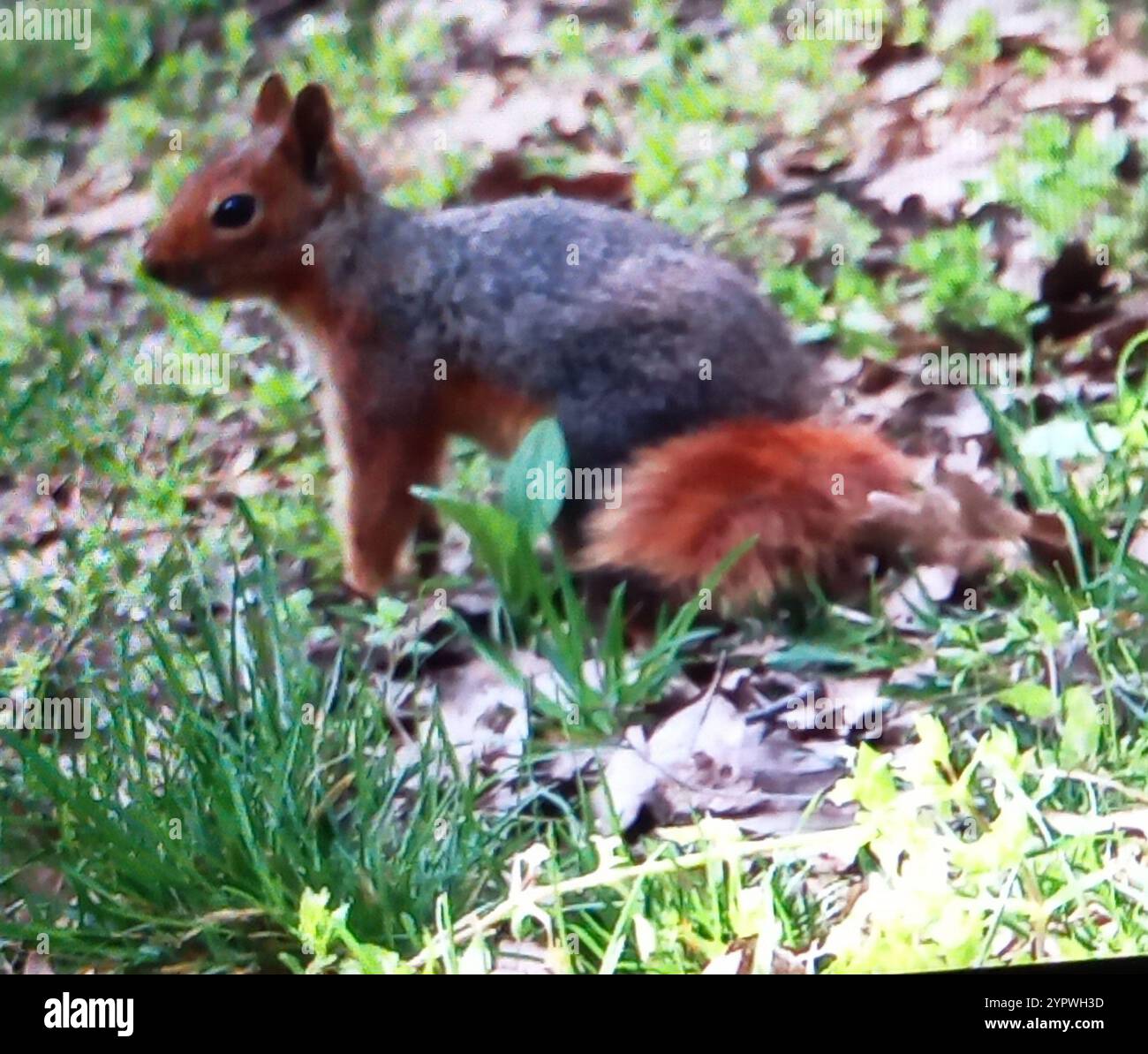 Caucasian Squirrel (Sciurus anomalus Stock Photo - Alamy