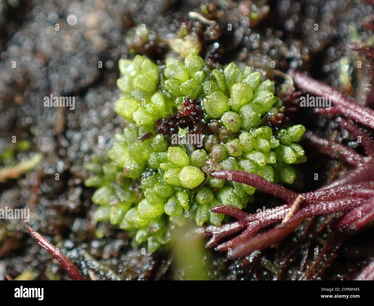 Texas Balloonwort (Sphaerocarpos texanus Stock Photo - Alamy