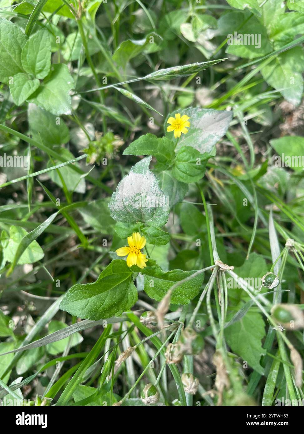 straggler daisy (Calyptocarpus vialis Stock Photo - Alamy