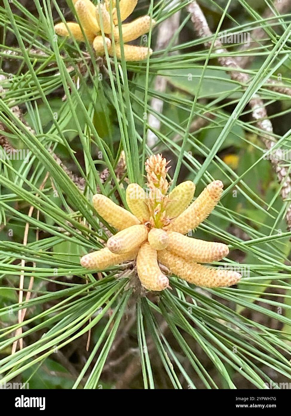 pitch pine (Pinus rigida Stock Photo - Alamy