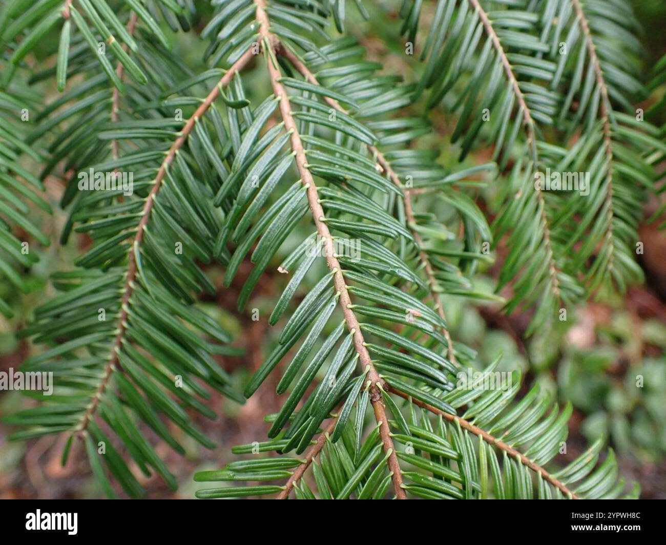 grand fir (Abies grandis Stock Photo - Alamy